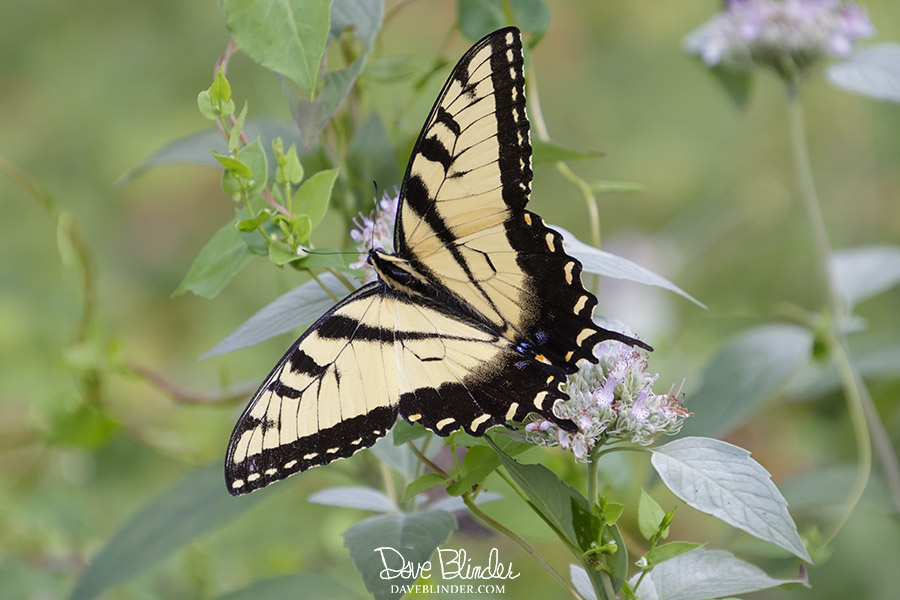 Eastern Tiger Swallowtail at Delaware Water Gap | Dave Blinder Nature ...