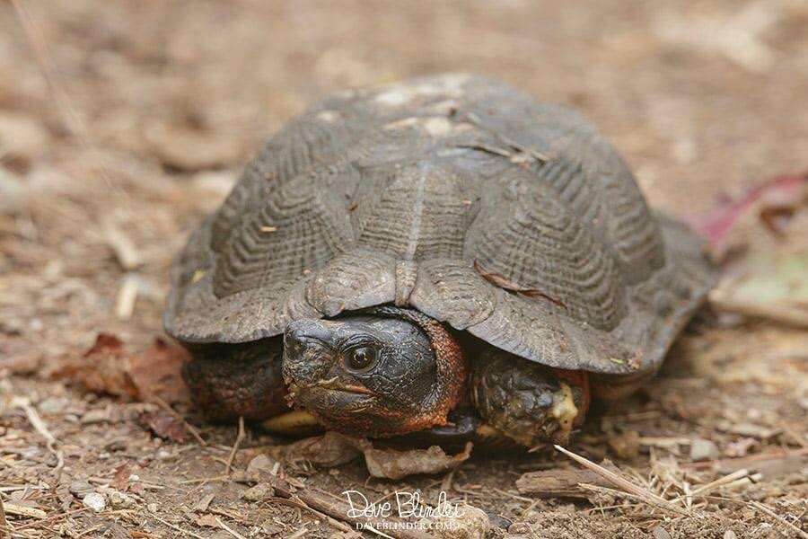 Wood Turtle with three legs | Dave Blinder Nature Photography