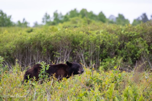 Black Bear at Pocosin Lakes National Wildlife Refuge | Dave Blinder ...