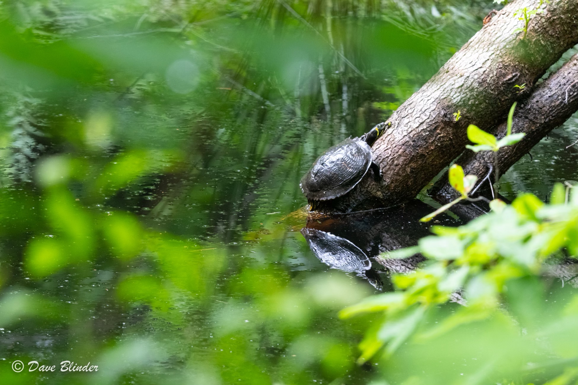 Yellow-Bellied Slider at Pocosin Lakes NWR | Dave Blinder Nature ...