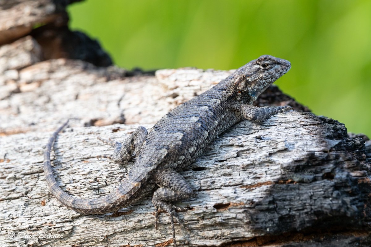 Eastern Fence Lizard in New Jersey | Dave Blinder Nature Photography