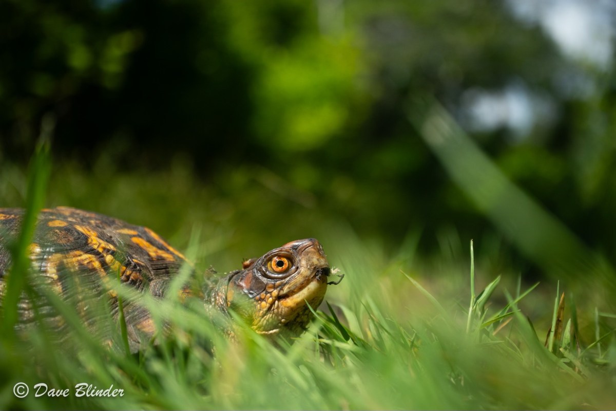 Box Turtle at Island Beach State Park | Dave Blinder Nature Photography