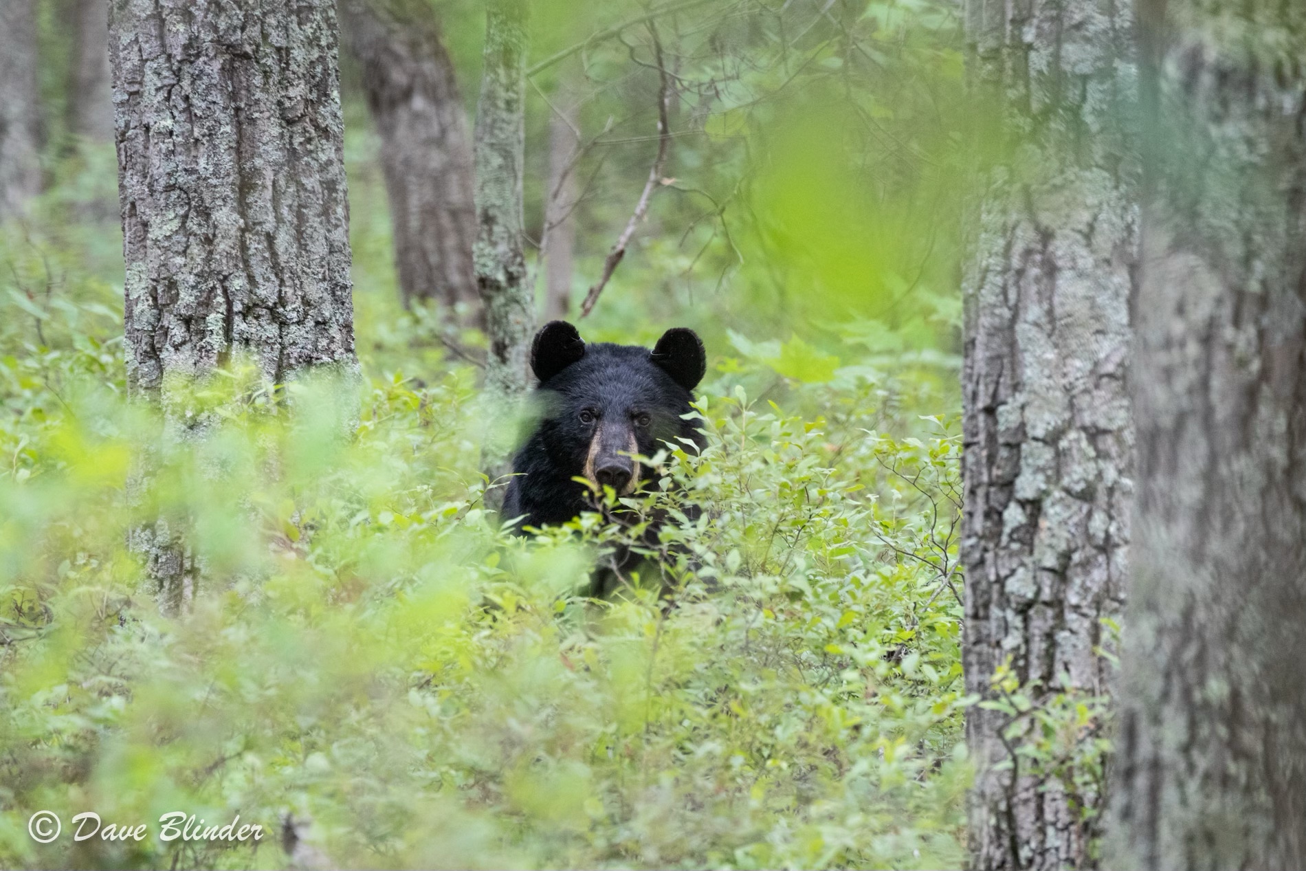 Black Bear at High Point State Park | Dave Blinder Nature Photography